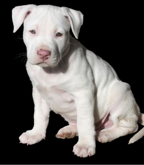 What to Feed a Pitbull Puppy to Get Big Muscles - Dog Foods Review